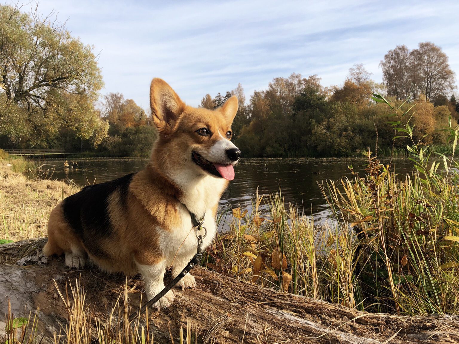 Pembroke Welsh Corgi: o cachorro da rainha - NUXCELL® | Muito mais que ...